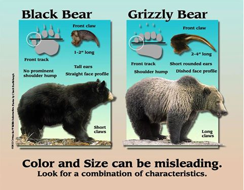 Bear Track Differences – Outpost 95